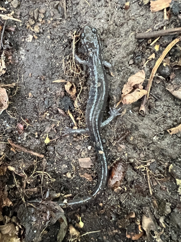 Wehrle's Salamander in May 2024 by Kyle Klotz · iNaturalist