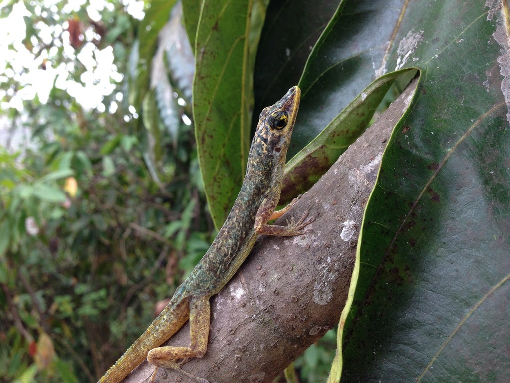 Bronze Anole from Epping Forest, Grenada on June 7, 2014 at 03:21 PM by ...