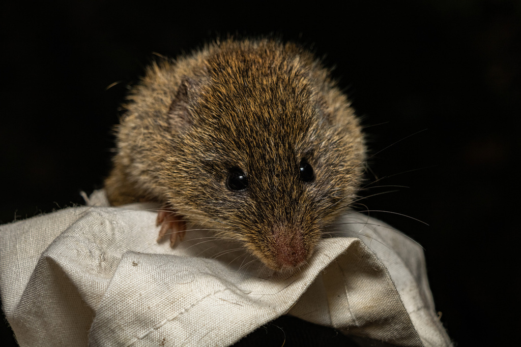 Alfaro's rice rat from Caldono, Cauca, Colombia on May 21, 2024 at 08: ...