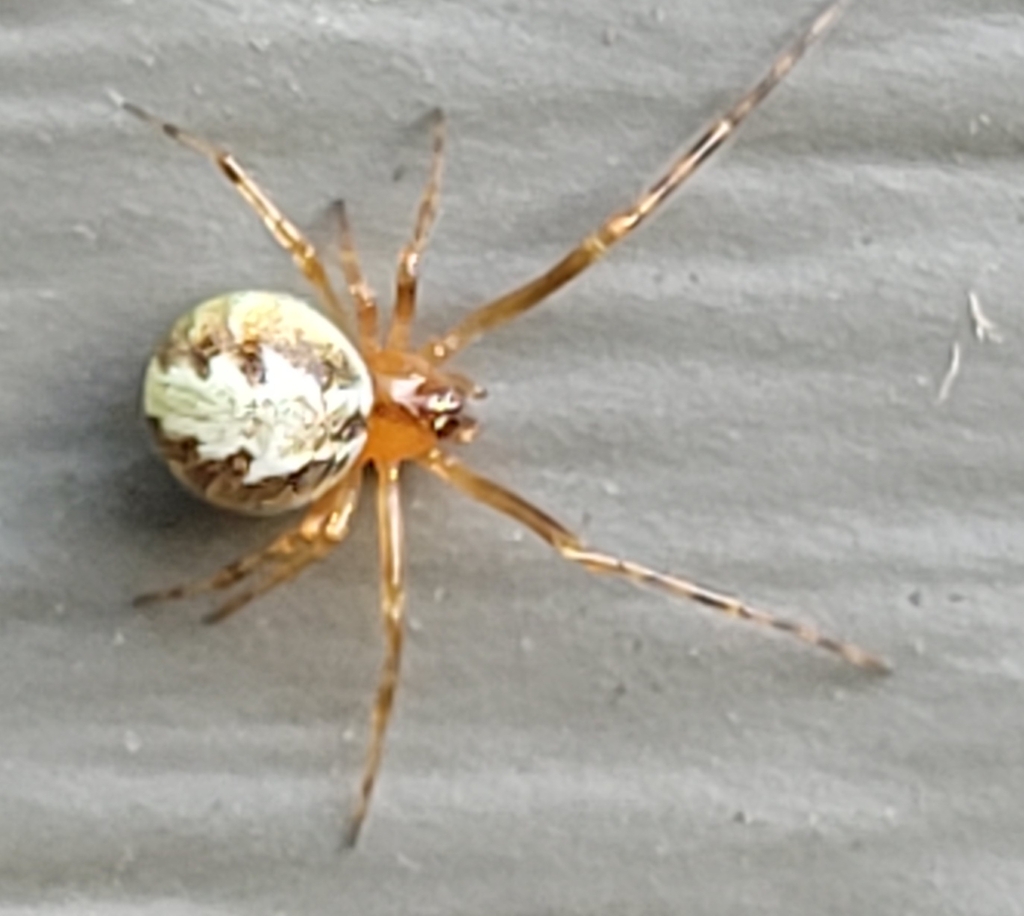 Typical Cobweb Spiders from Gardiner, ME 04359, USA on May 23, 2024 at ...