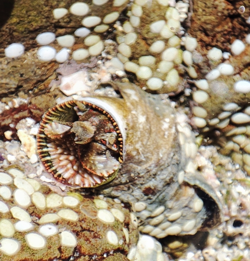 Thylacodes desde Tenacatita, Jal., Mexico el 17 de mayo de 2024 a las ...