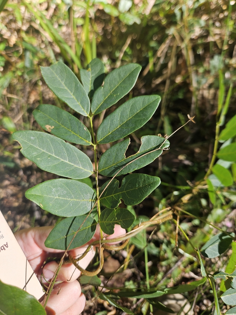 Derris involuta from Upper Kandanga QLD 4570, Australia on May 19, 2024 ...