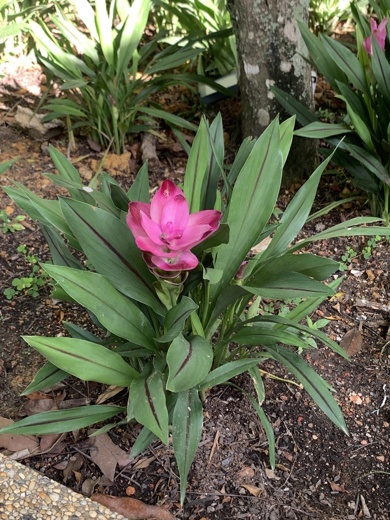 Siam Tulip in May 2024 by Shadila Dalillah. berdekatan masjid · iNaturalist
