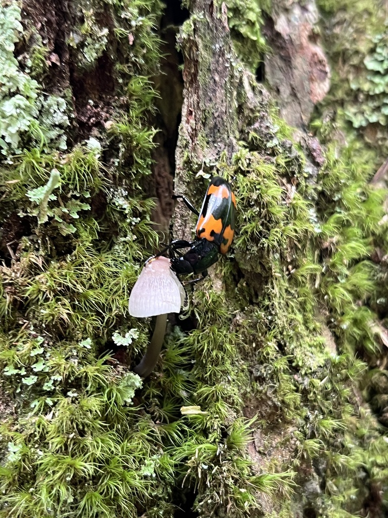 Pleasing Fungus Beetle from Great Smoky Mountains National Park, Cosby ...