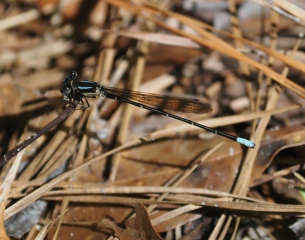 Blue-ringed Dancer from Bryan County, GA, USA on May 23, 2024 at 11:49 ...