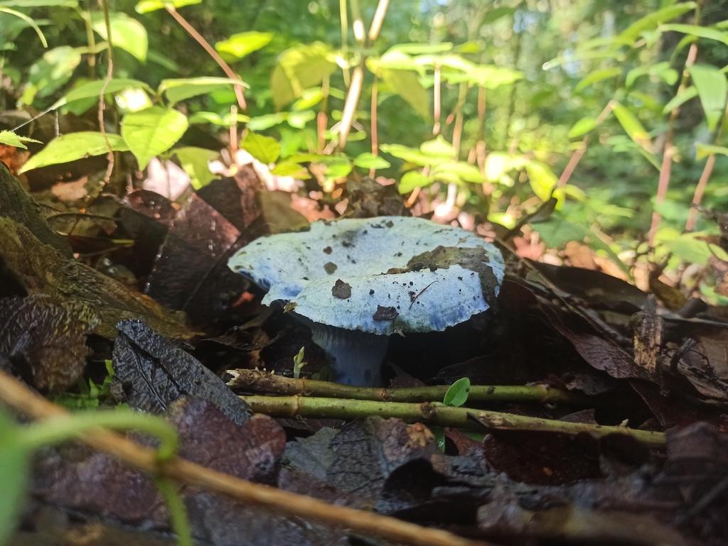 Hongo azul desde Cuernavaca, Mor., México el 08 de octubre de 2022 a ...