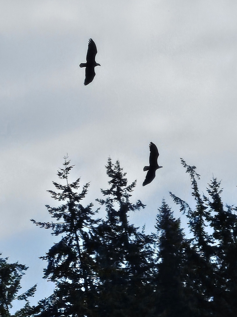 Bald Eagle from Bothell, WA 98028, USA on May 23, 2024 at 04:20 PM by ...