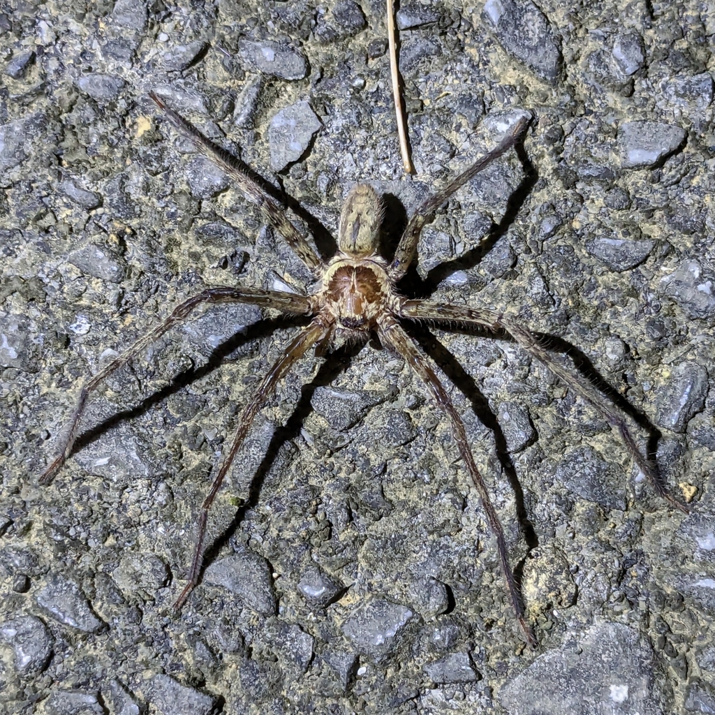 Pantropical Huntsman Spider from 1071-1 Zakimi, Yomitan, Nakagami ...