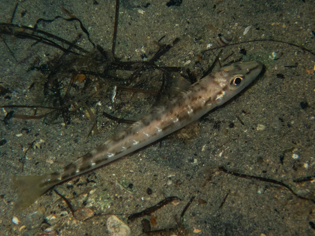 King George Whiting from Coffin Bay SA 5607, Australia on May 19, 2024 ...