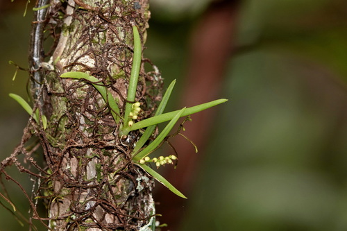 Octarrhena oberonioides · iNaturalist