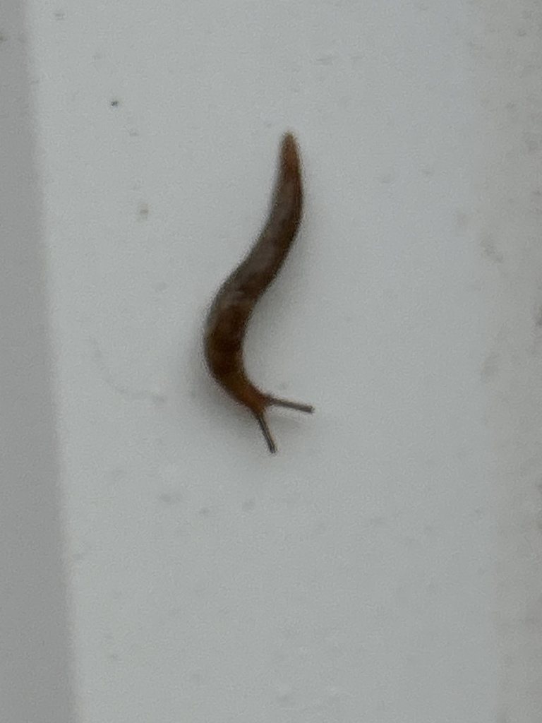 Smooth Land Slugs from Thornbrook Rd, Ellicott City, MD, US on May 24 ...