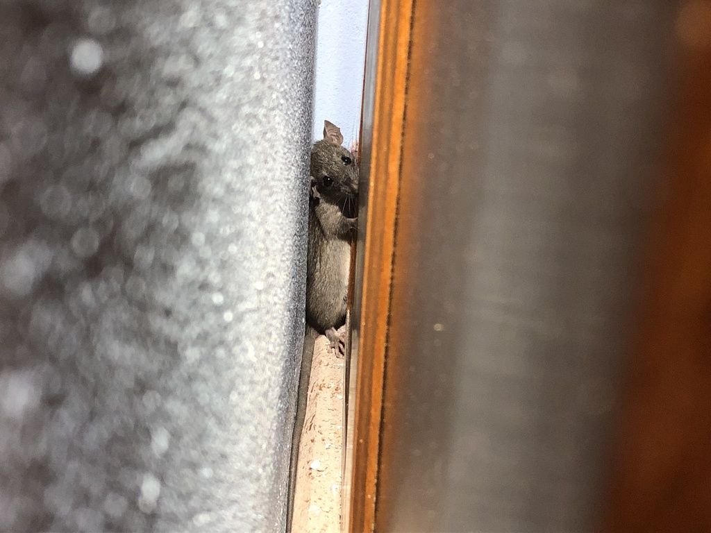 Black Rat in May 2024 by Tyler Irvin · iNaturalist