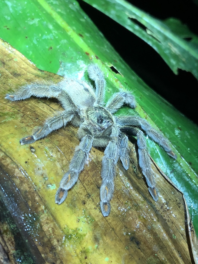 Trinidad Chevron Tarantula in May 2024 by Tyler Irvin. Juvenile Habitat ...