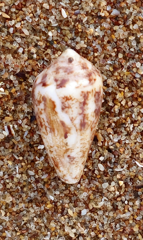 Queen Victoria Cone from Port Hedland WA 6721, Australia on May 24 ...