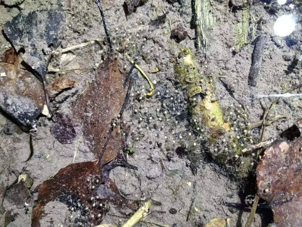 Rice field frog from 中国浙江省舟山市普陀区 on May 24, 2024 at 12:45 AM by Eastern ...