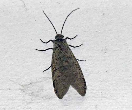 Neohermes matheri · iNaturalist