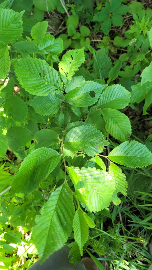rock elm in May 2024 by Erich. Growing near parent tree · iNaturalist
