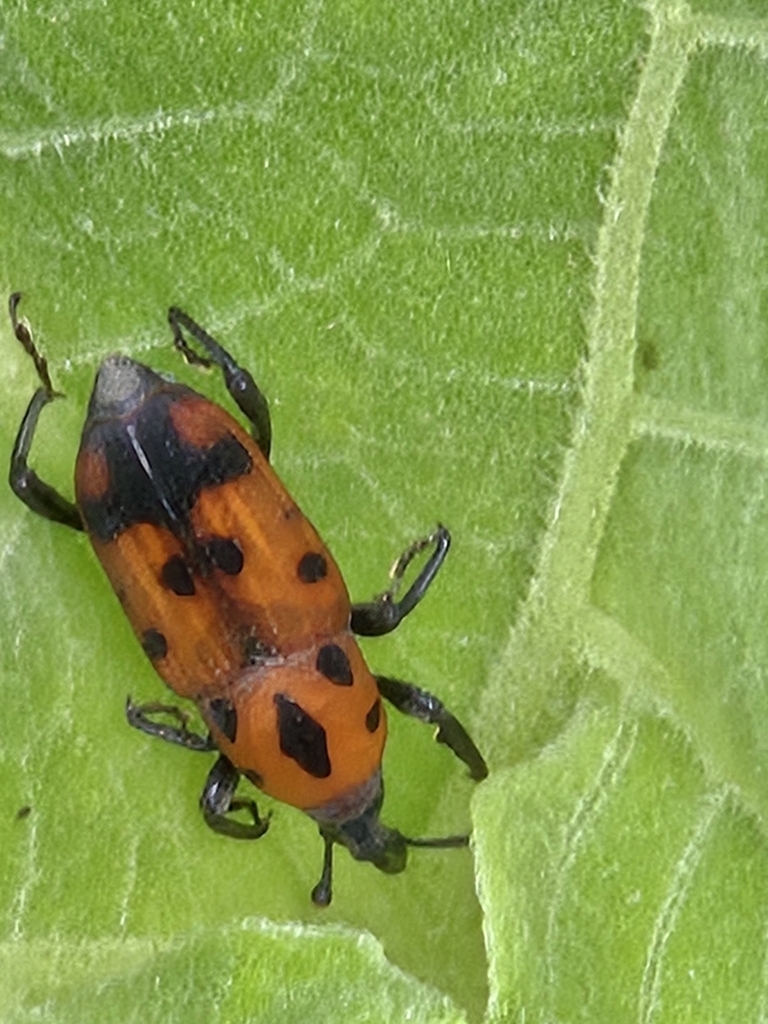 Cocklebur Weevil from Jefferson City, MO, USA on May 24, 2024 at 10:31 ...