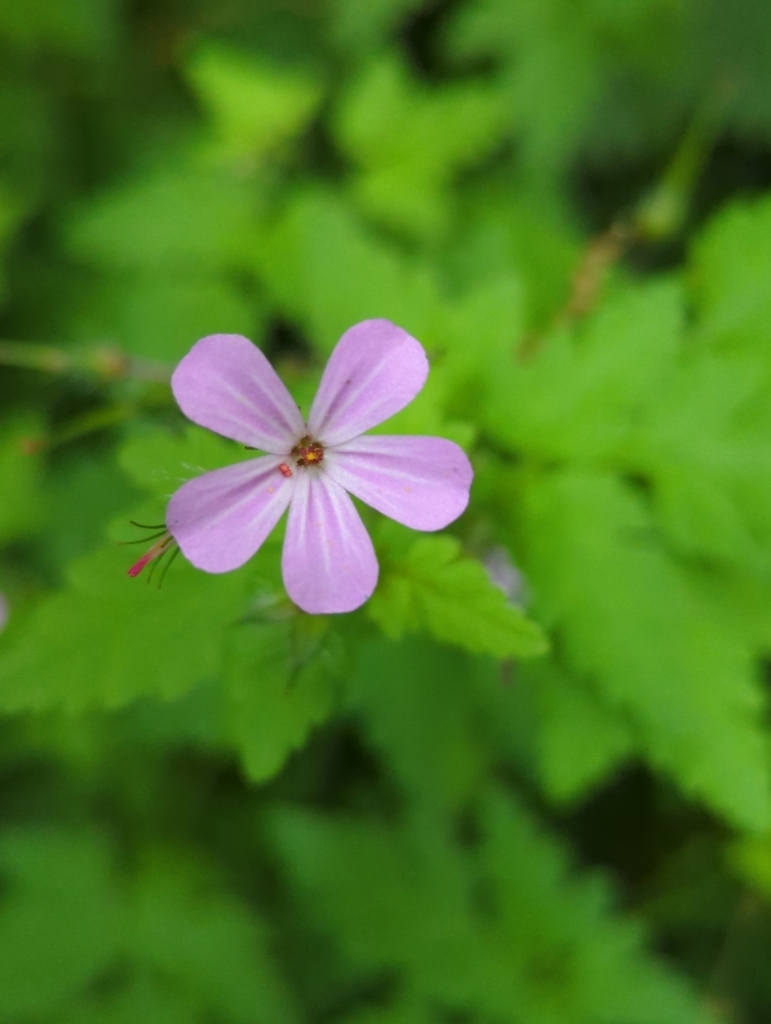 Herb Robert from Baddesley Ensor, Atherstone CV9, UK on May 24, 2024 at ...