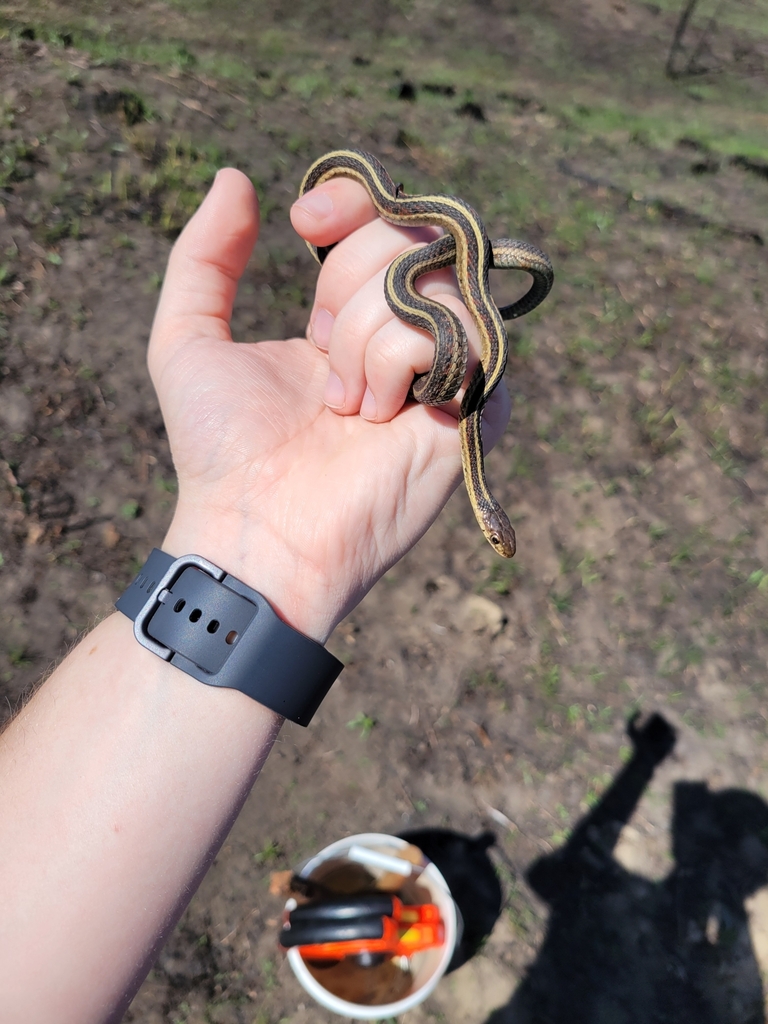 Common Garter Snake from Polk Township, MO, USA on April 8, 2024 at 03: ...