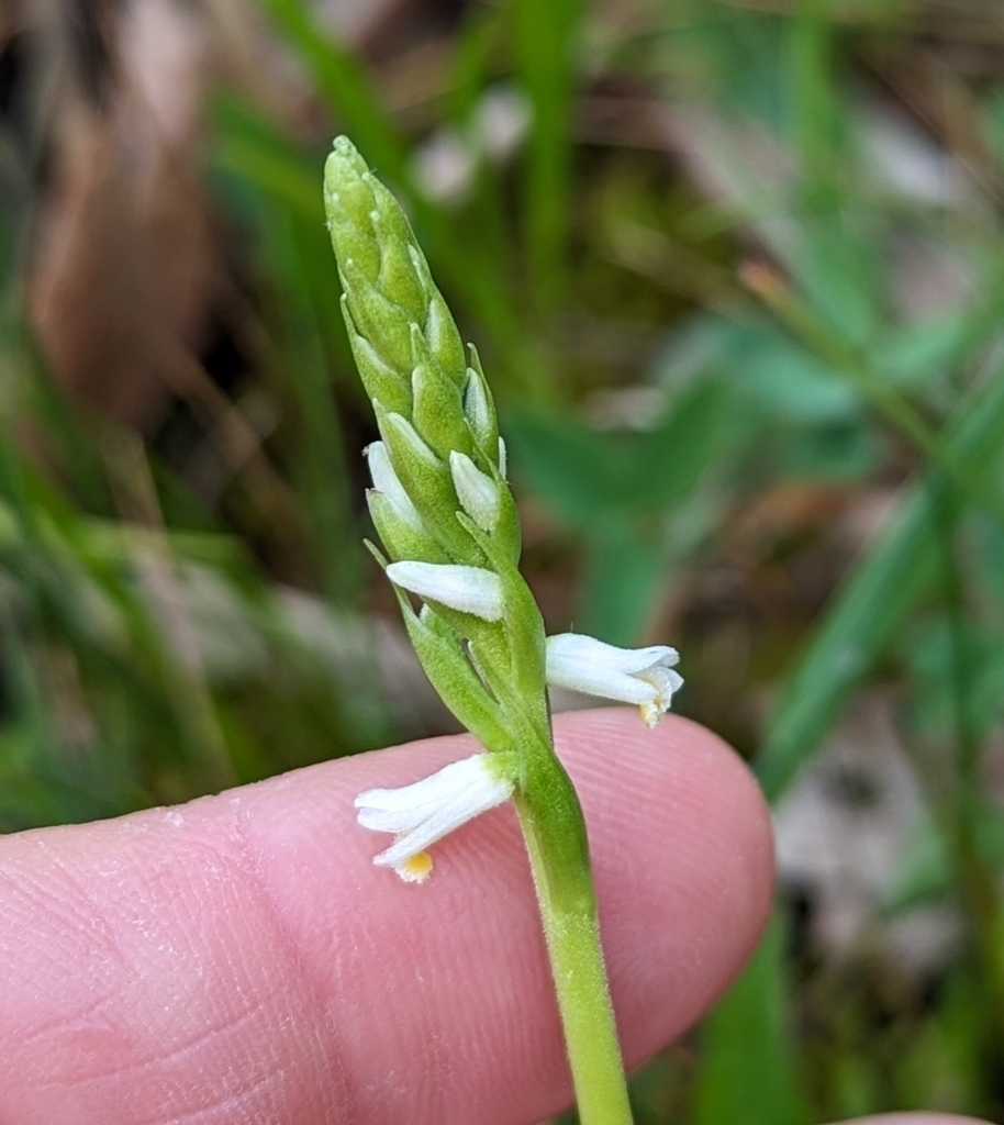 Shining Ladies' Tresses in May 2024 by hadasparag · iNaturalist