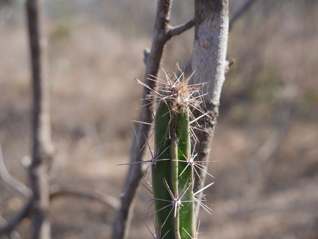 Octopus Cactus in May 2024 by Daniel · iNaturalist