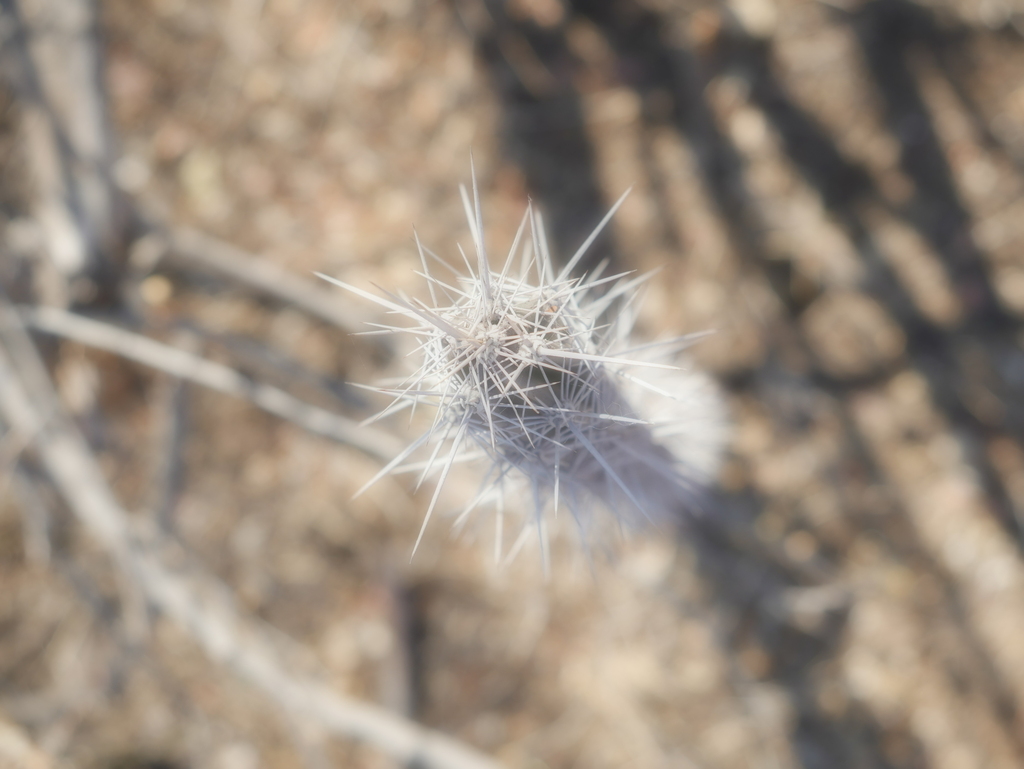Octopus Cactus in May 2024 by Daniel · iNaturalist