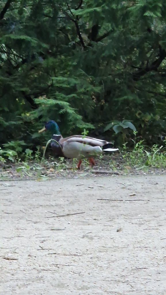 Mallard from Tata on May 24, 2024 at 06:47 PM by Márk Paréj · iNaturalist