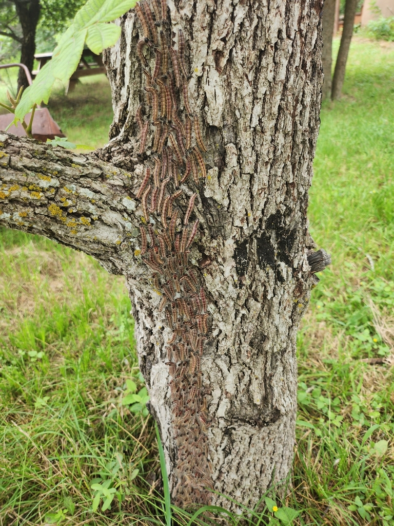 Walnut Caterpillar Moth from Woodcreek, TX 78676, USA on May 24, 2024 ...