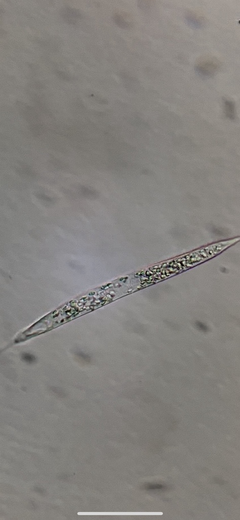 Heteronema acus from Orto e Museo Botanico, Pisa, Tuscany, IT on May 24 ...