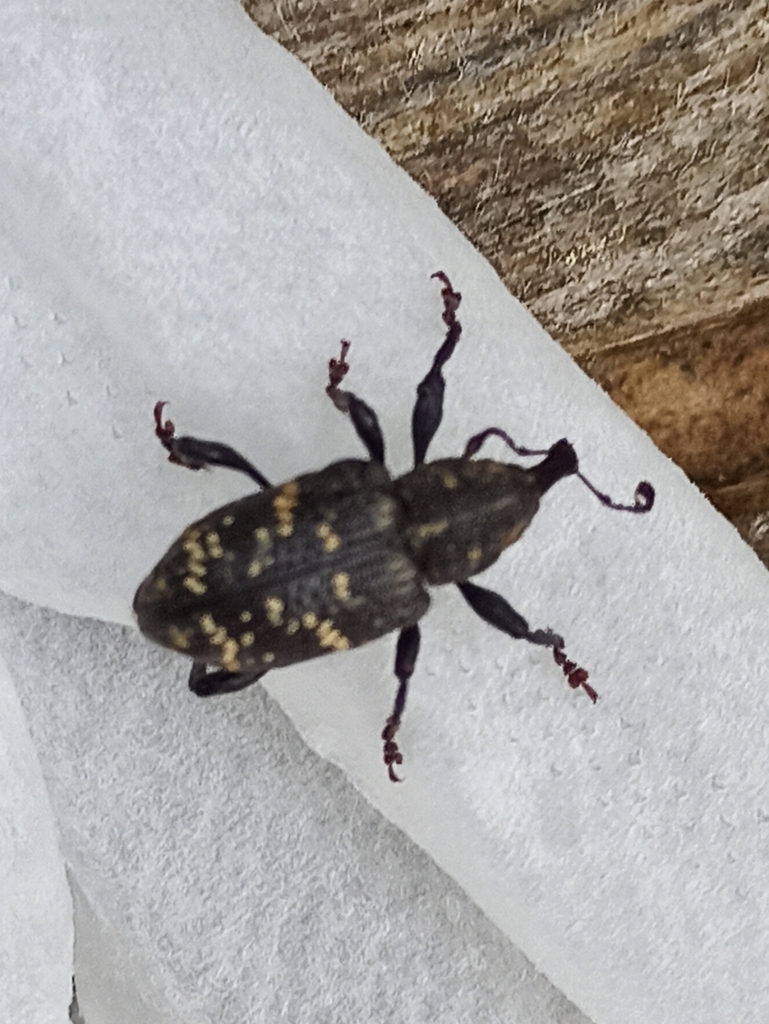 Large Pine Weevil from Upper Tyndrum, Crianlarich FK21 8UB, UK on May ...
