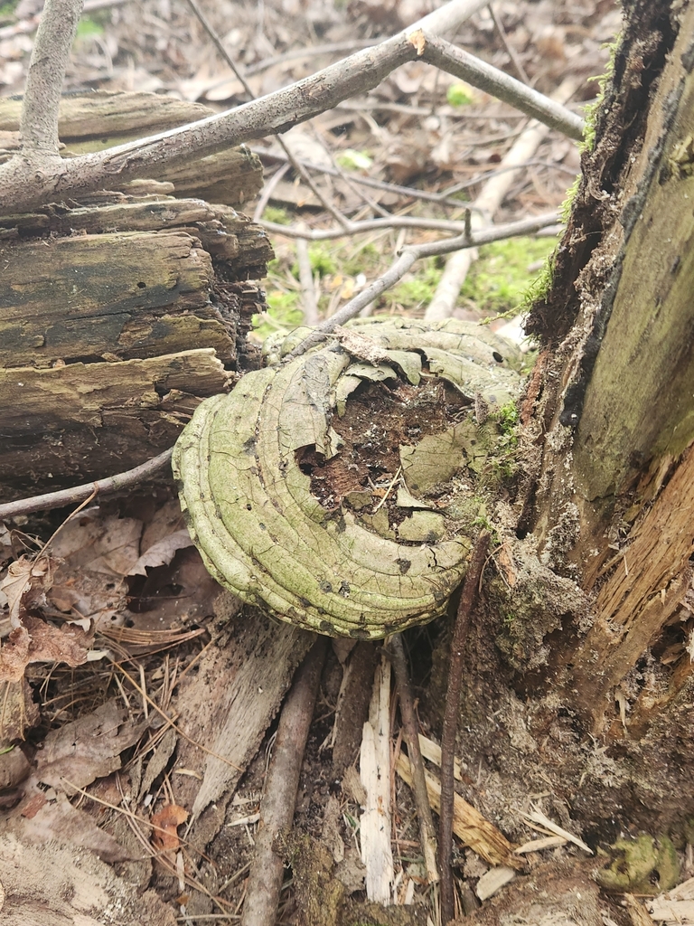 Ganoderma megaloma from Algoma Township, MI, USA on May 24, 2024 at 01: ...