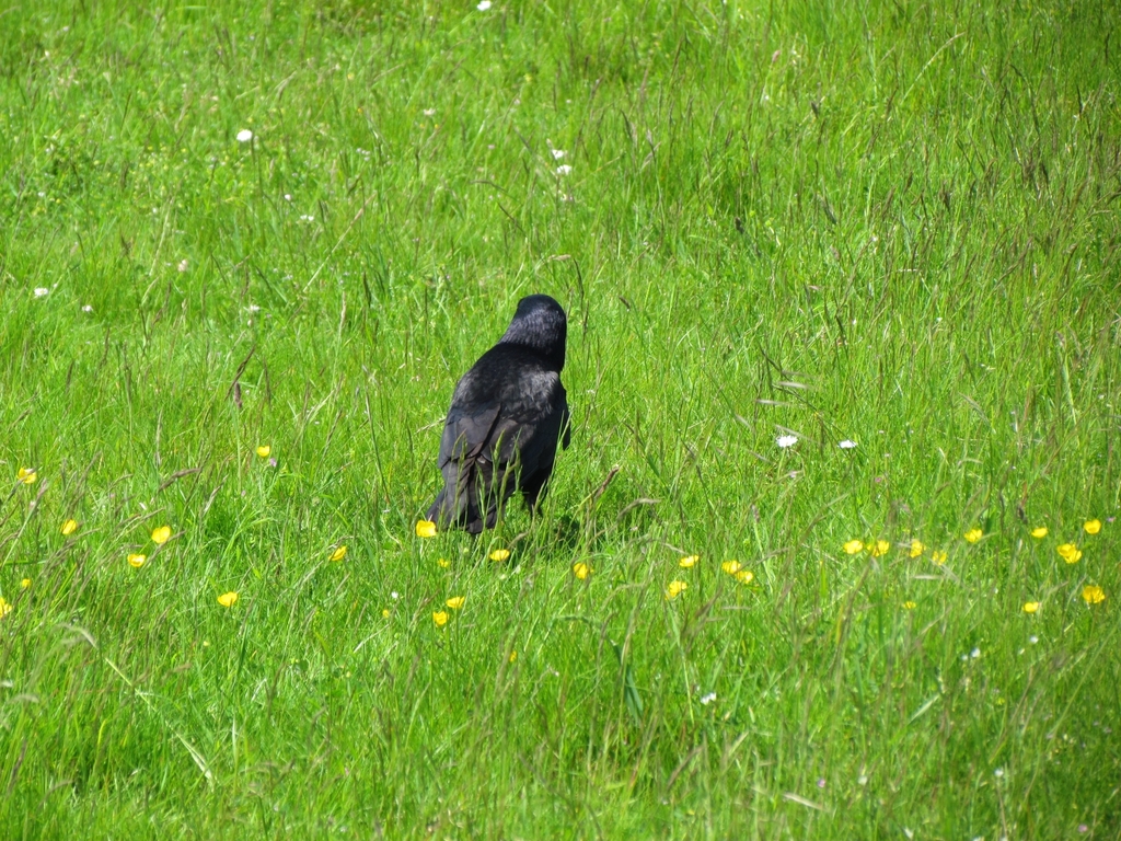 Rook from East Dean, Eastbourne BN20 0AA, UK on May 23, 2024 at 11:18 ...