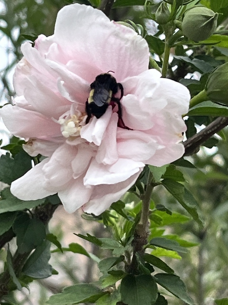 American Bumble Bee from Wildflower Ln, Wylie, TX, US on May 24, 2024 ...