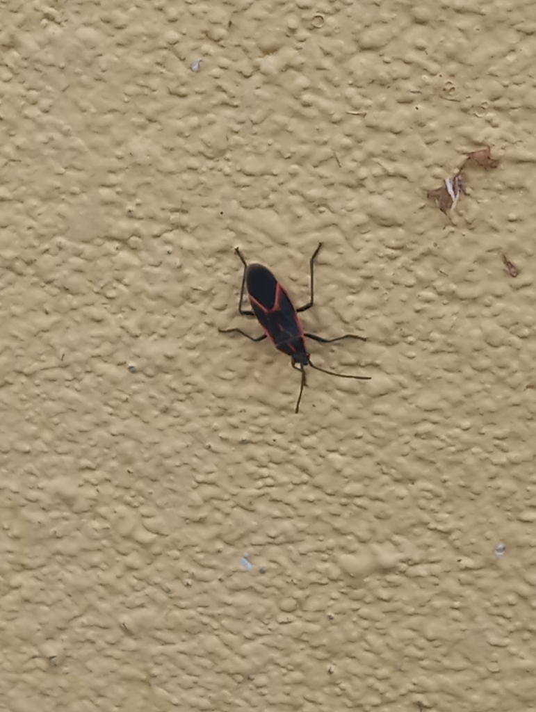 Eastern Boxelder Bug from Maipú, Región Metropolitana, Chile on May 24 ...