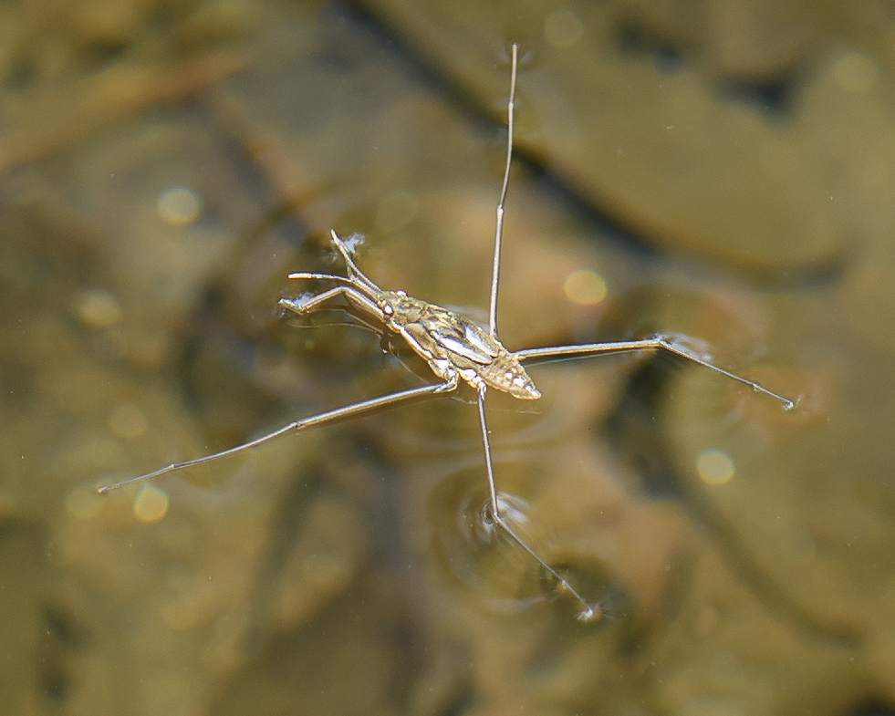 North American Common Water Strider from Lady Bird Johnson Wildflower ...