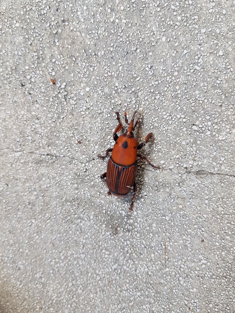 Red Palm Weevil from 69 Boulevard Notre Dame, 13006 Marseille, France ...