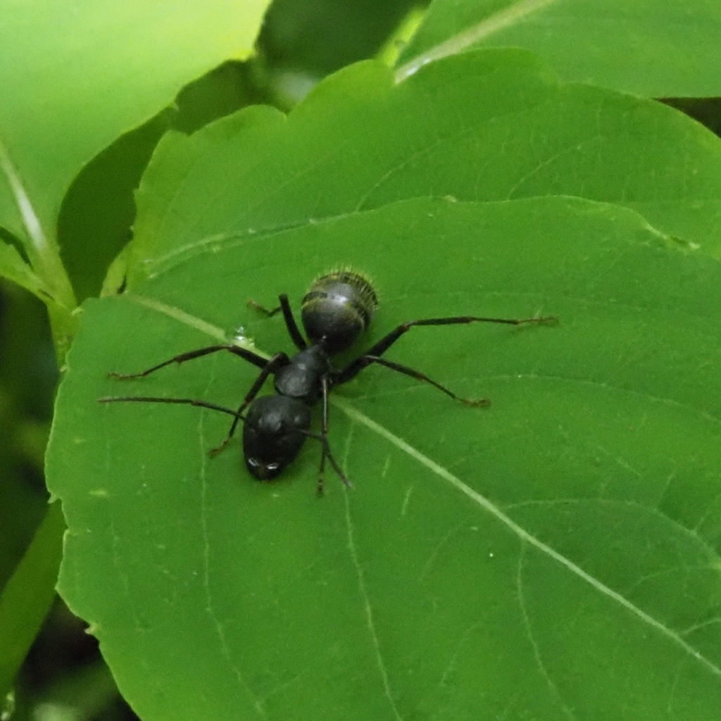 Carpenter Ants, Typical Sugar Ants and Allies from Woodland Hills ...