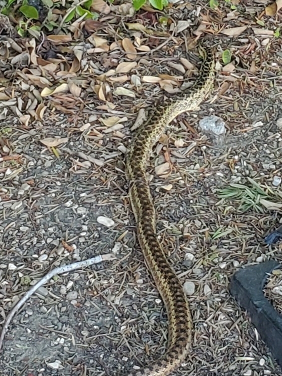 San Diego Gopher Snake from San Luis Obispo, CA, USA on May 2, 2024 at ...
