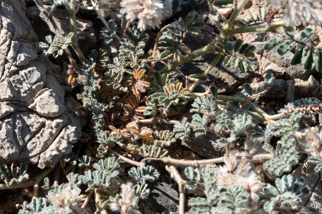 soft prairie clover from Death Valley National Park, Death Valley, CA ...