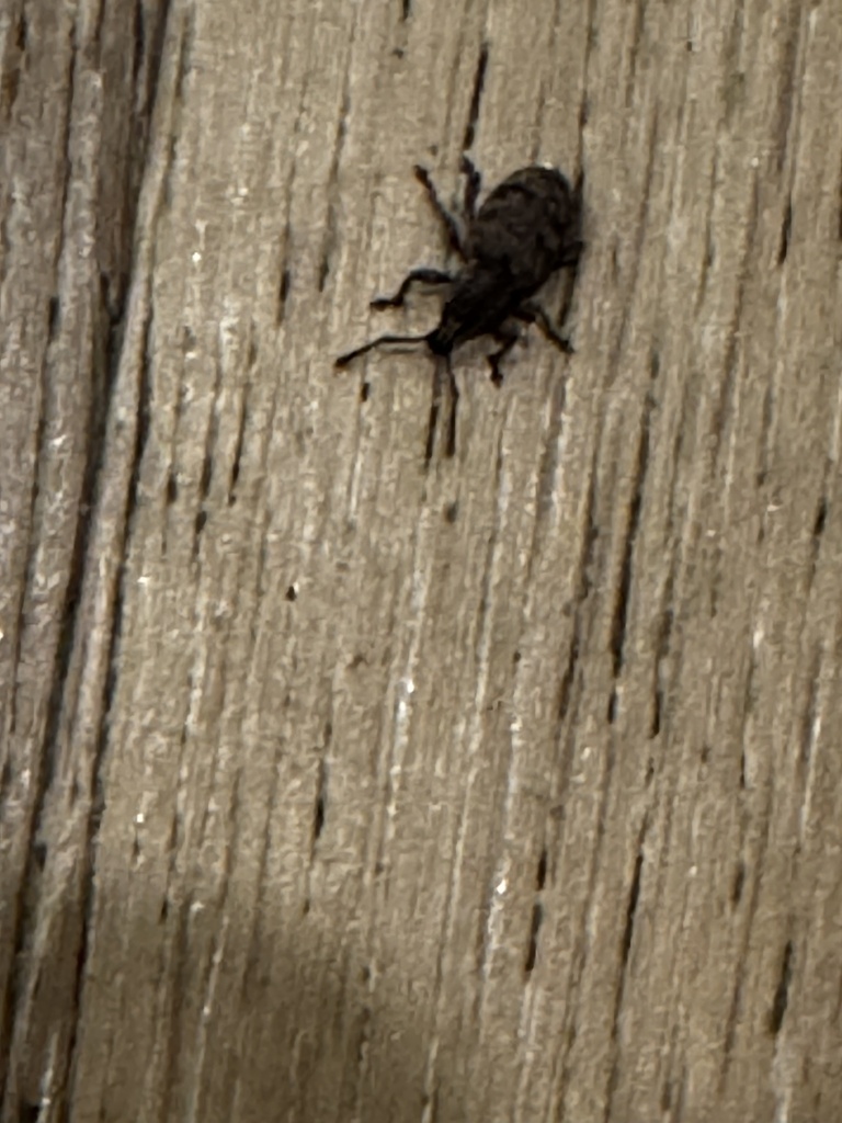Clay-coloured Weevil from SE 41st St, Fall City, WA, US on May 24, 2024 ...