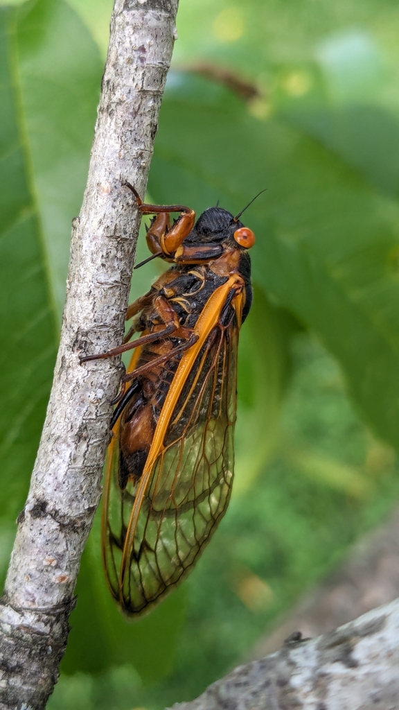 Neotredecim Periodical Cicada from Arnold, MO, USA on May 24, 2024 at ...