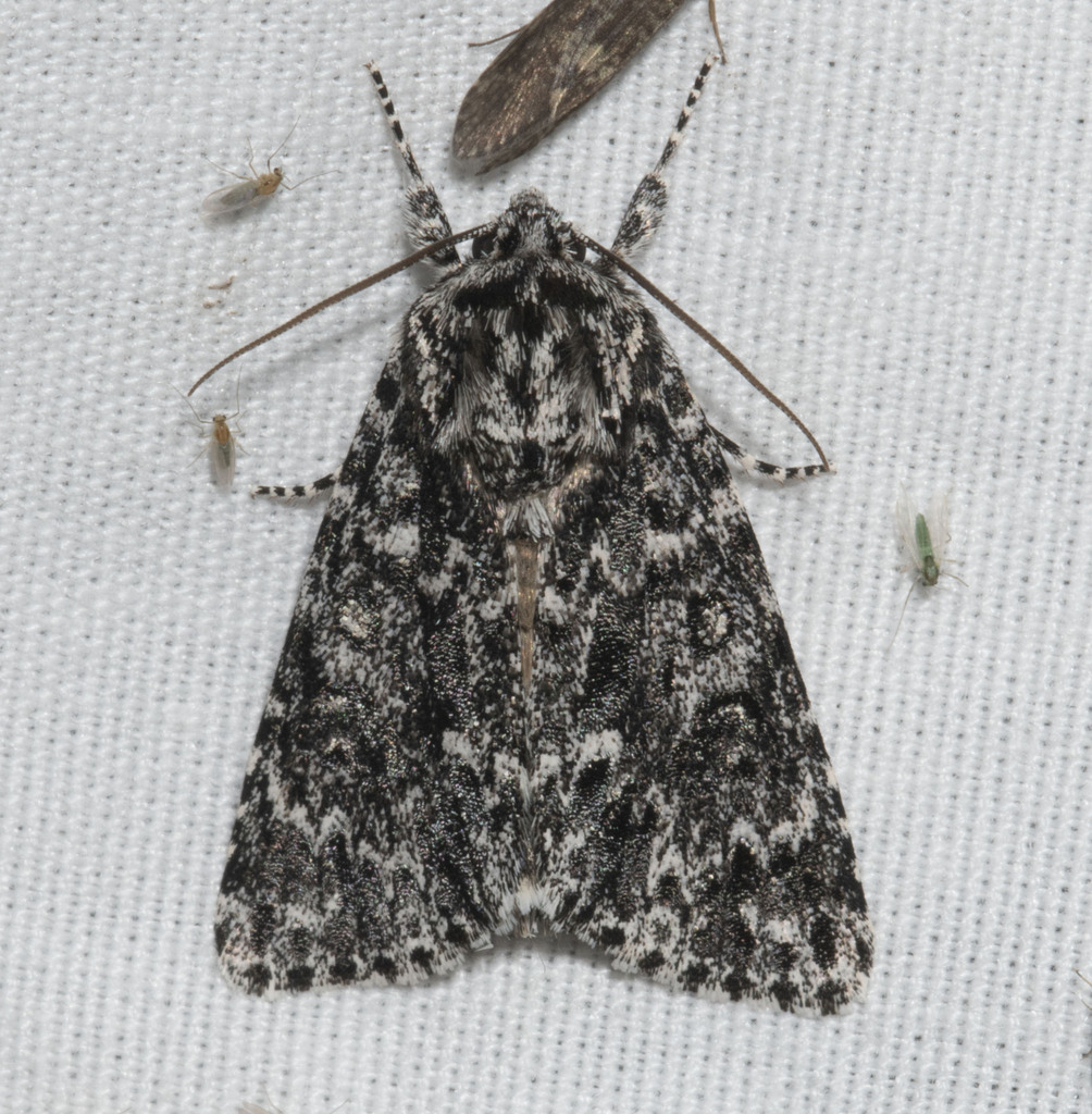 Night-wandering Dagger in May 2024 by Owen Ridgen · iNaturalist