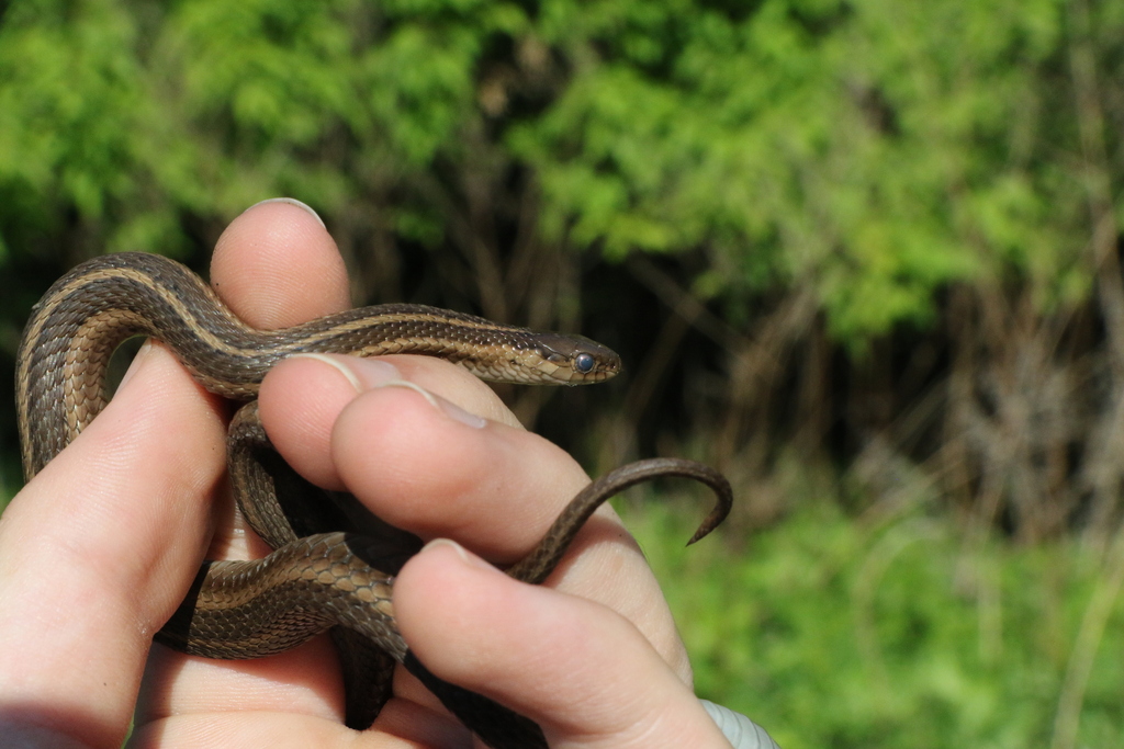Short-headed Garter Snake in May 2024 by David Benvent · iNaturalist