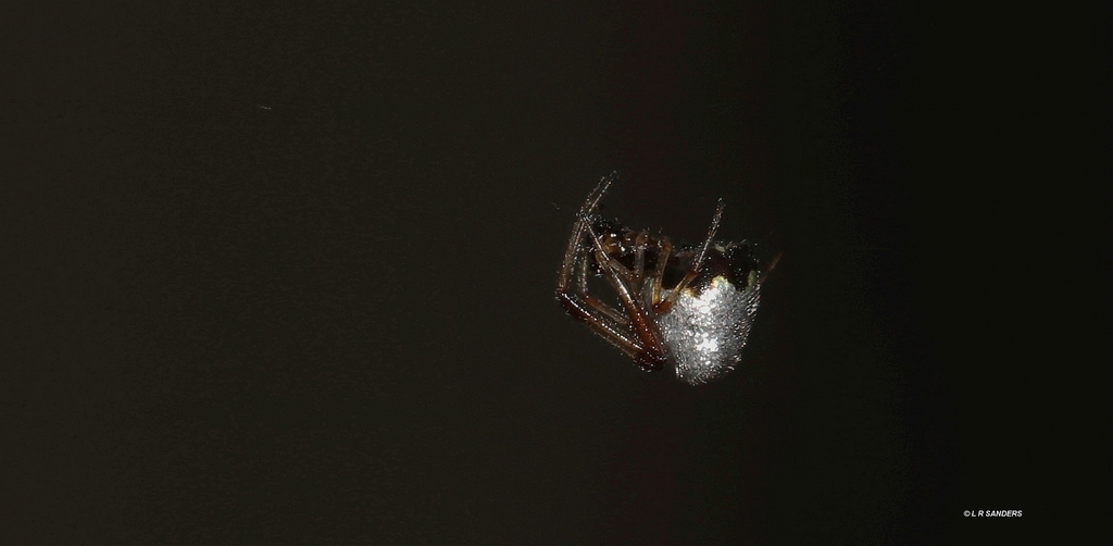 Australian Dewdrop Spider from Emerald QLD 4720, Australia on May 25 ...
