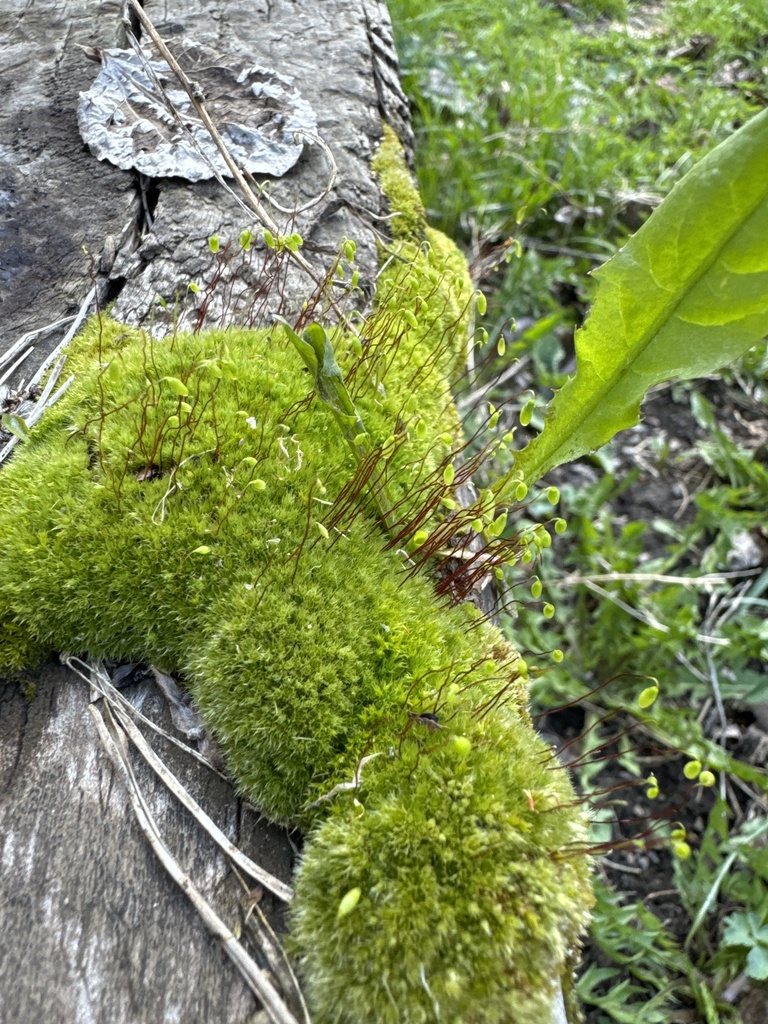 creeping feather-moss from Highland Way, Victor, ID, US on May 24, 2024 ...