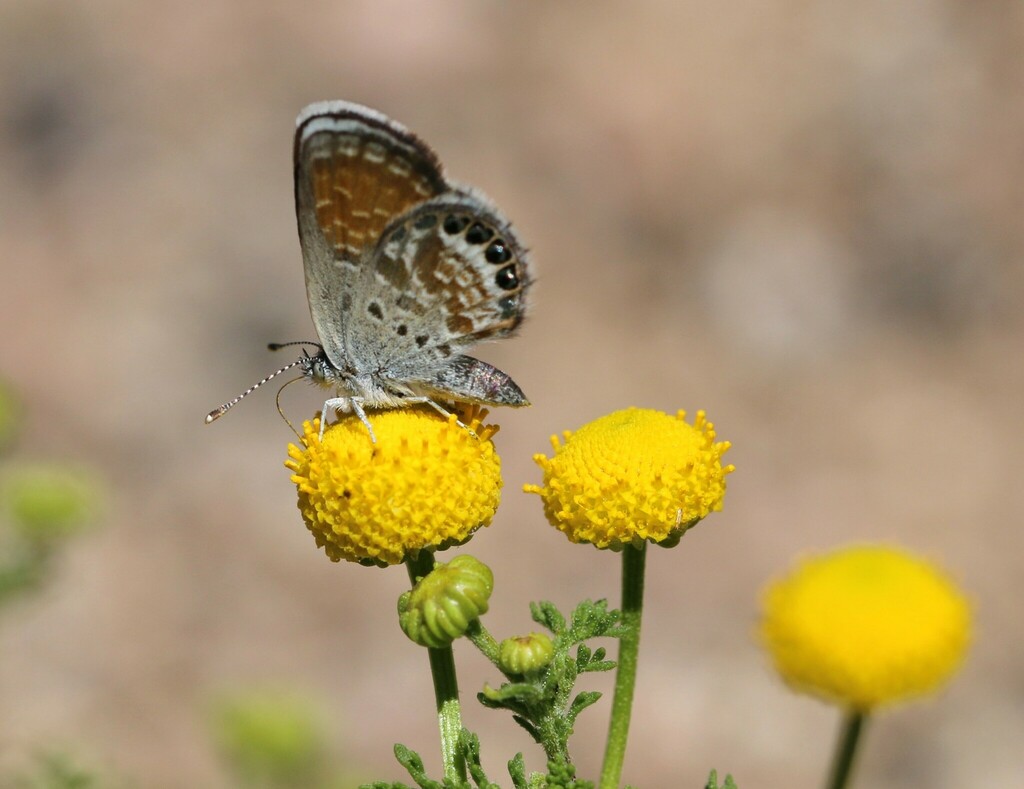 Western Pygmy-Blue from South Mountain Village, Phoenix, AZ, USA on ...
