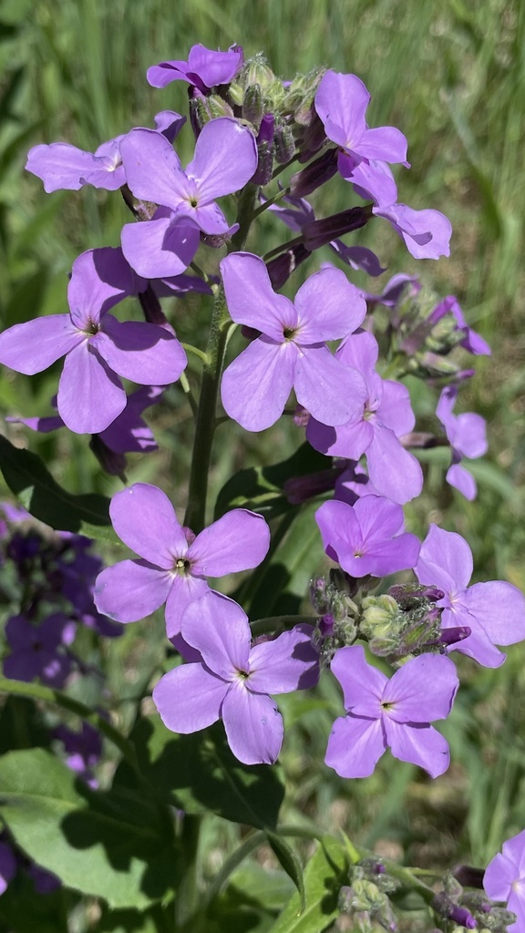 dame's rocket from W Poudre Trail, Fort Collins, CO, US on May 24, 2024 ...