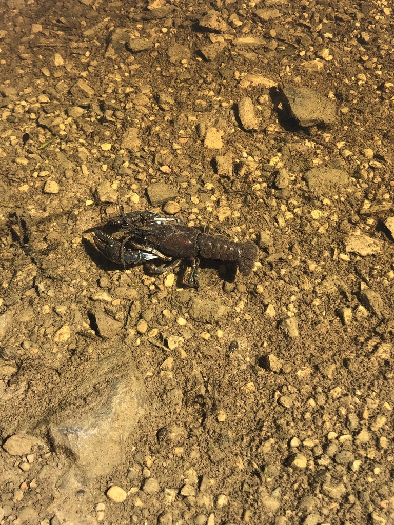 Faxonius from Christie Reservoir, Hamilton, ON, CA on May 24, 2024 at ...