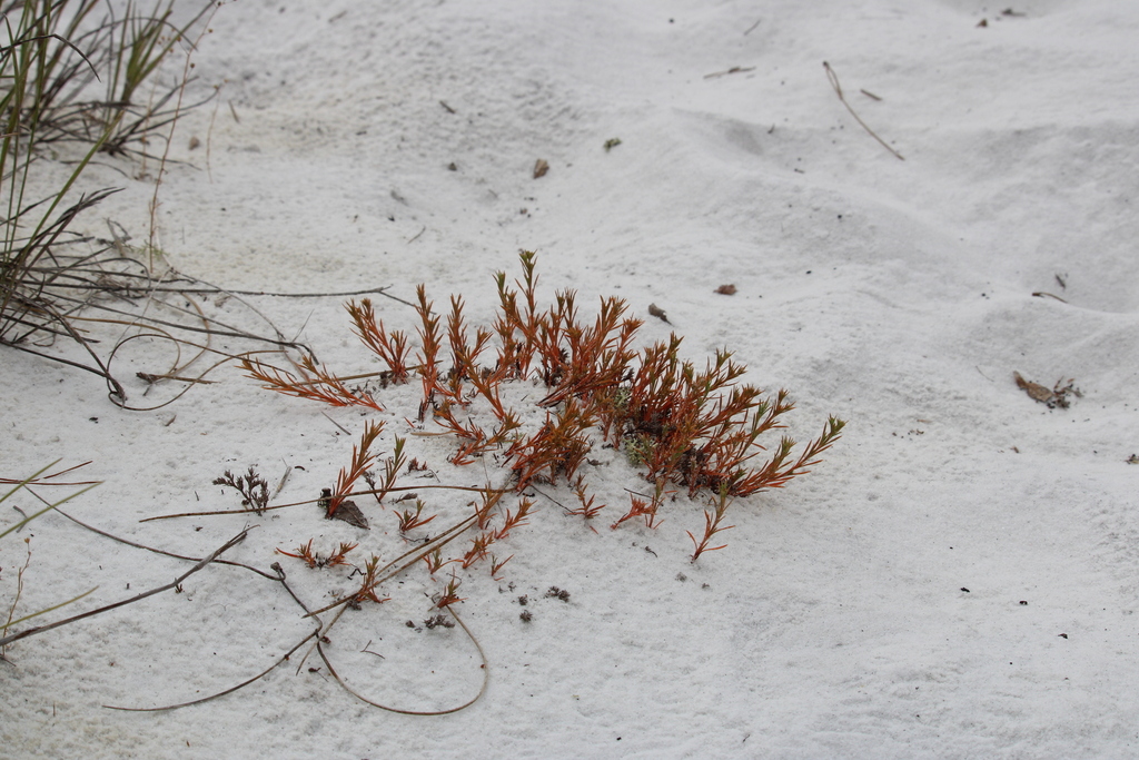 Rust Weed in May 2024 by Jordan D. · iNaturalist